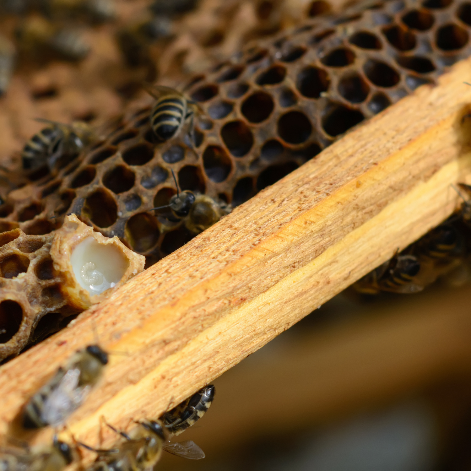 FSS Royal Jelly Extract G – Collagen-Boosting, Moisturizing Active for ...