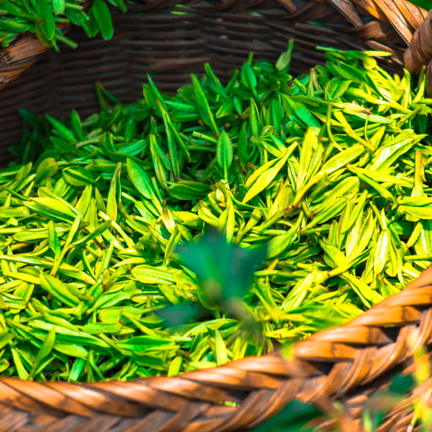 FSS Green Tea Extract SFO – Oil-Soluble Green Tea Antioxidant for Skincare