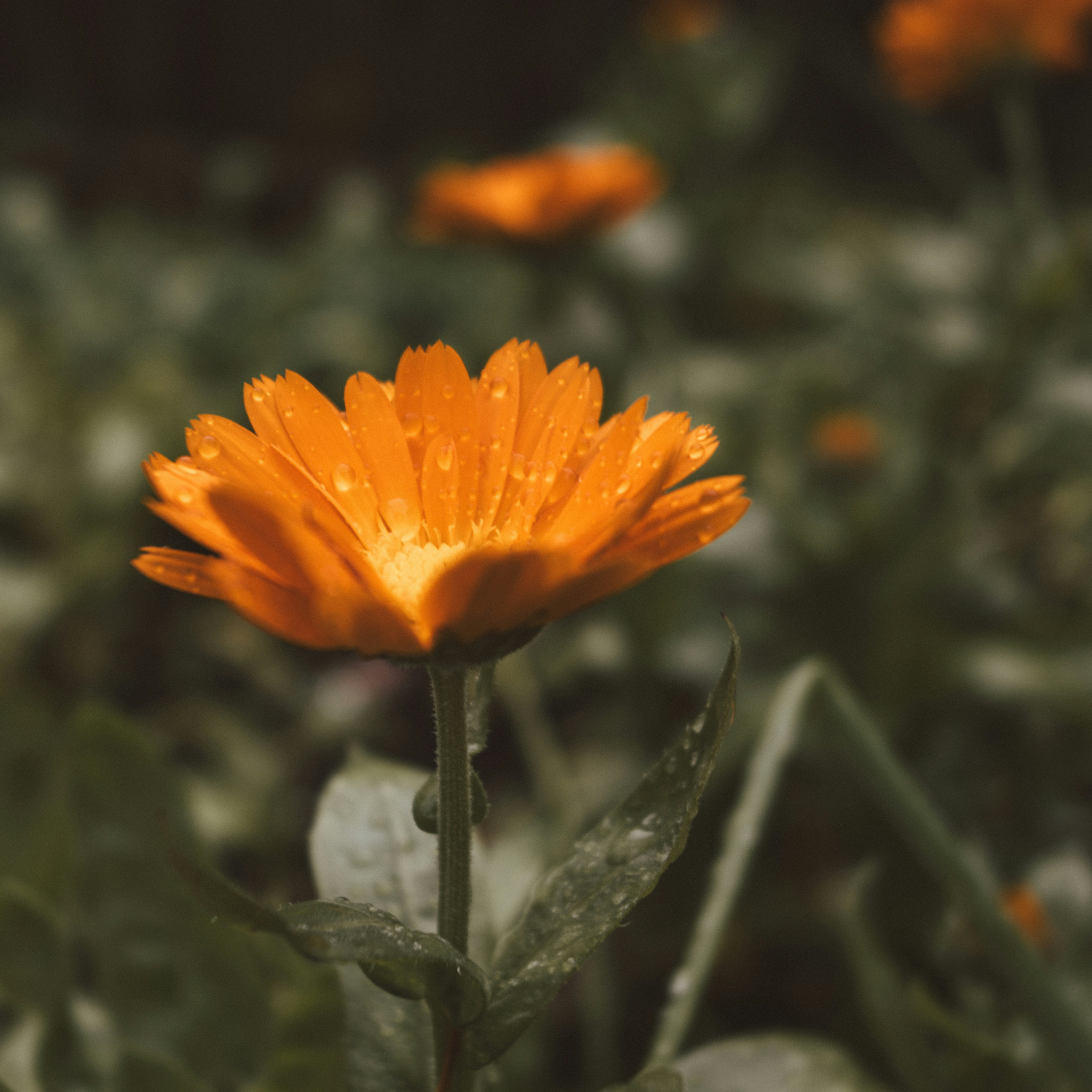 FSS Calendula Extract CCT – Healing & Soothing Botanical for Sensitive ...