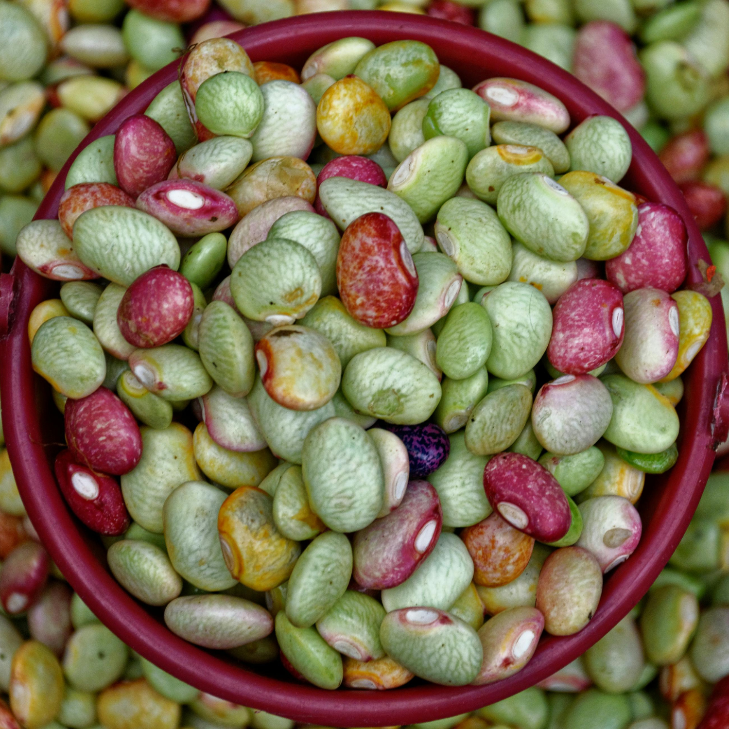 FSS Vigna Aconitifolia Extract PF | Botanical Retinol Alternative for ...