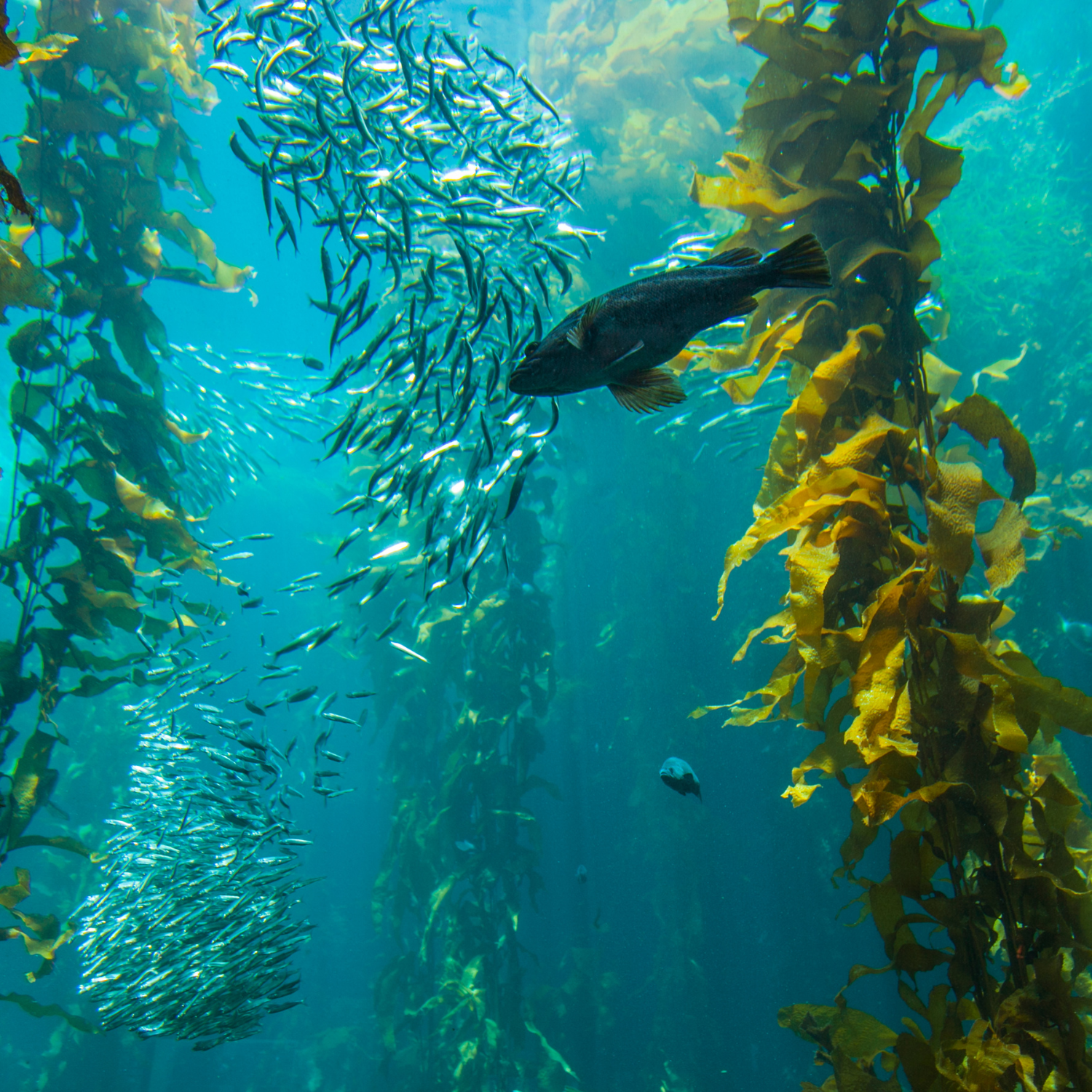 FSS Sea Kelp BioFerment PF SF - Nutrient-Rich Fermented Sea Kelp ...