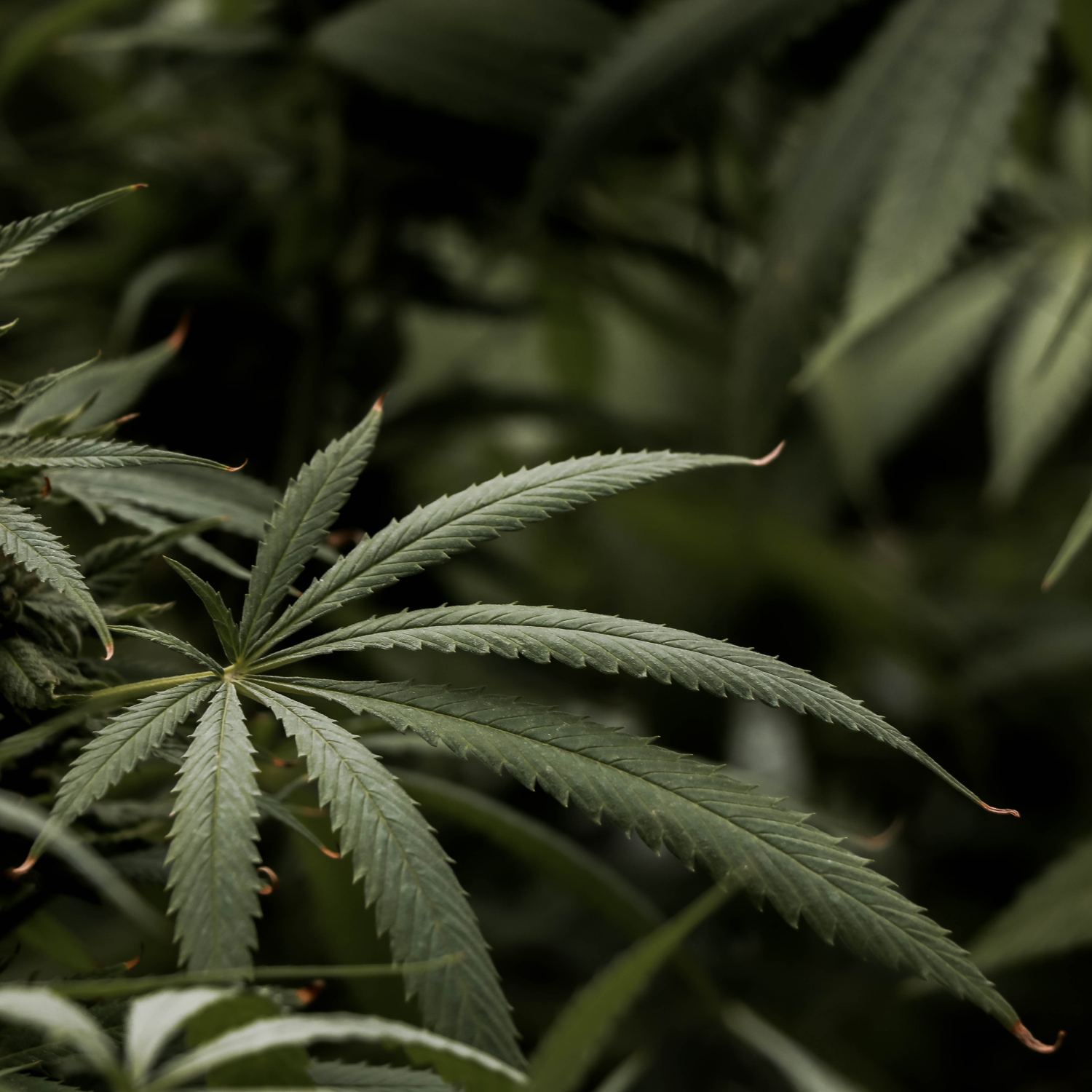 FSS Hemp Seed Extract G PF – Water-Soluble Hemp Seed Extract for ...