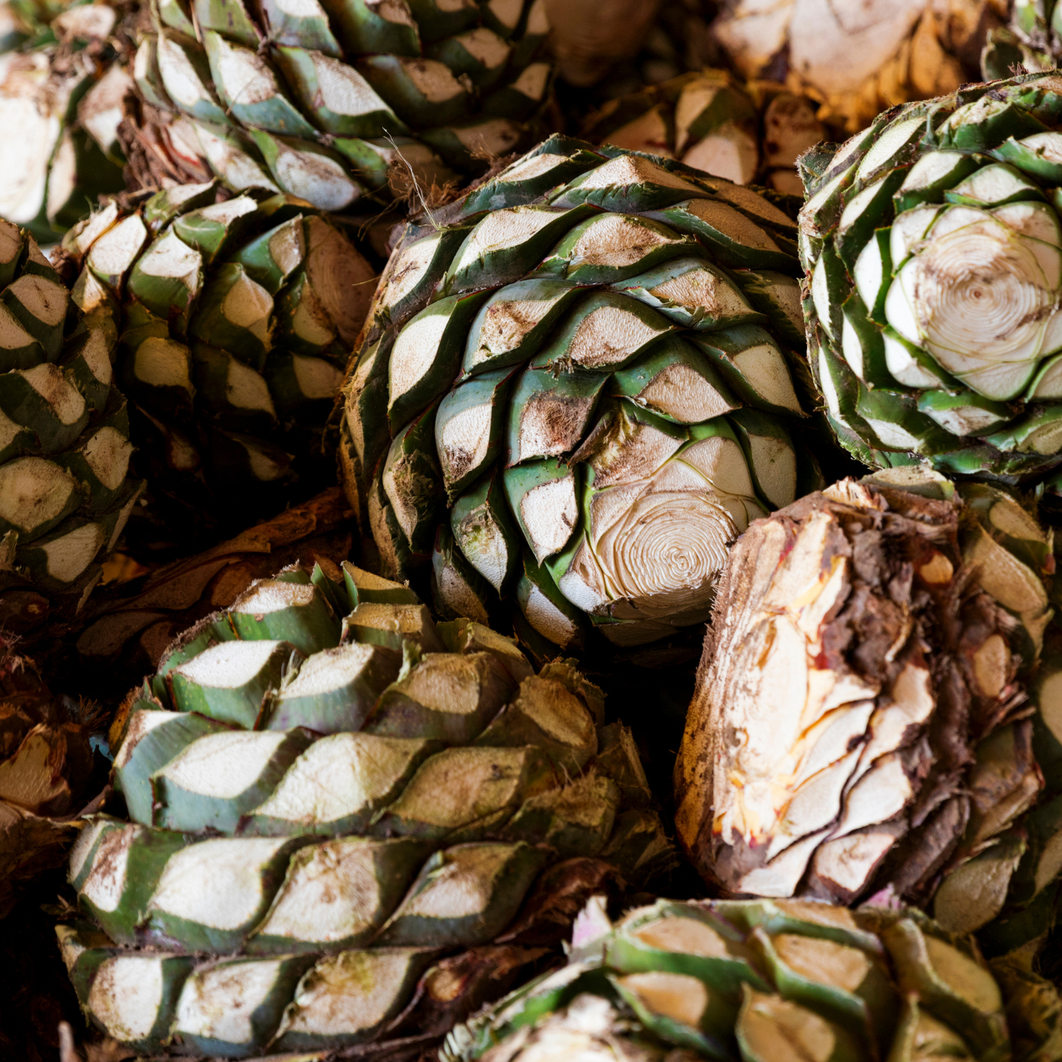 FSS Phyto-Biotics Agave – Biotic Stem Cell Active for Hydration ...