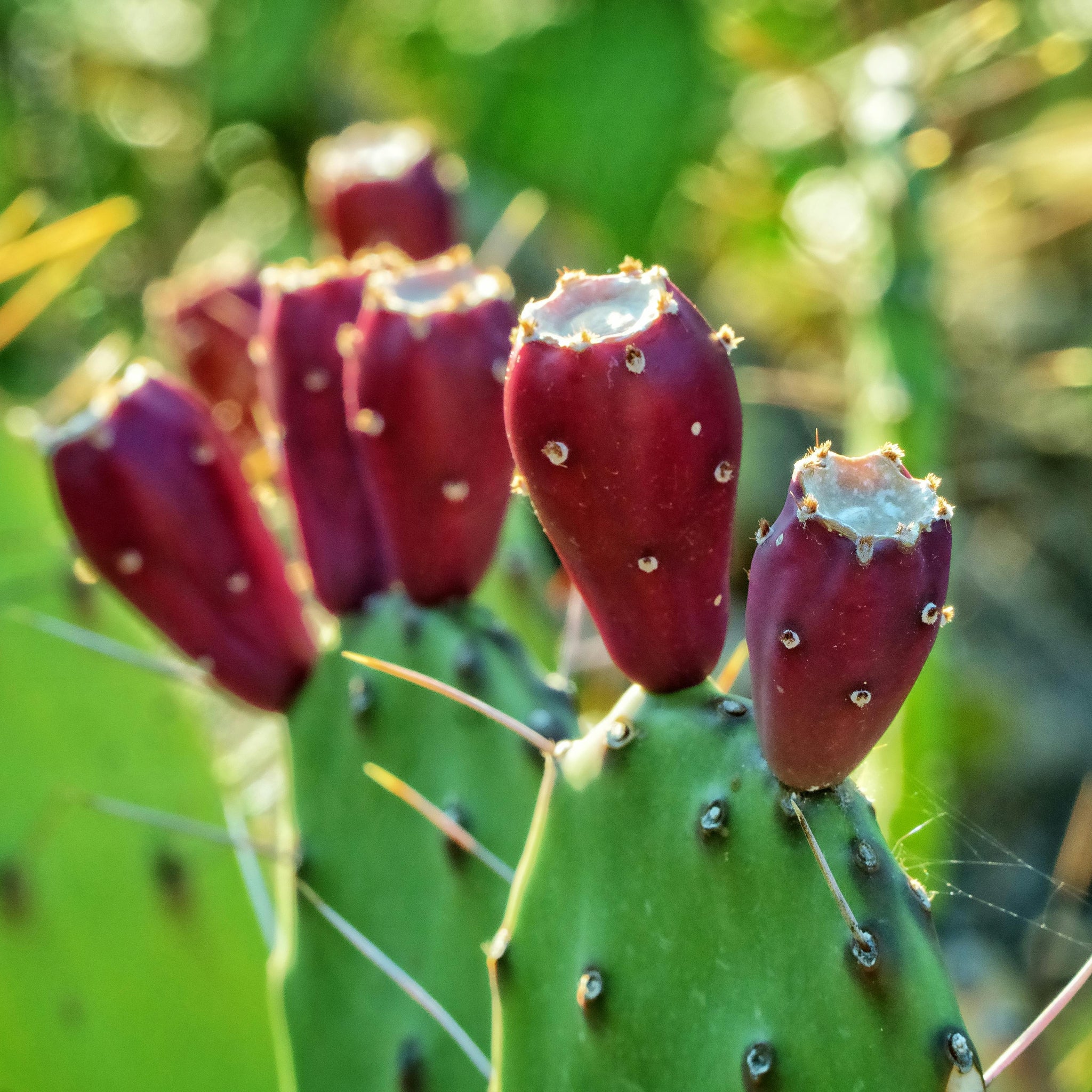 FSS Prickly Pear Extract OS – Oil-Soluble Antioxidant & Soothing Active ...